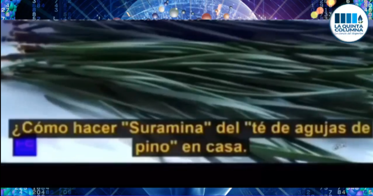 How to obtain Suramina through pine needles - Homegrid