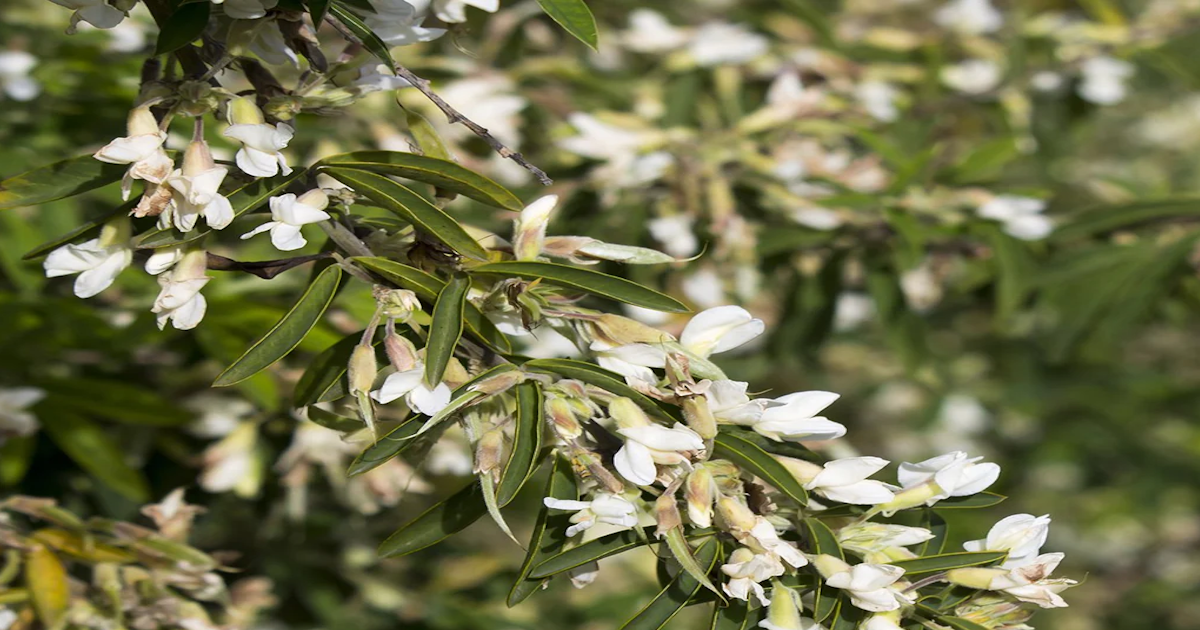 Tagasaste - Uma árvore leguminosa para forragem e fixação de azoto ...